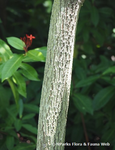 NParks | Mimusops balata