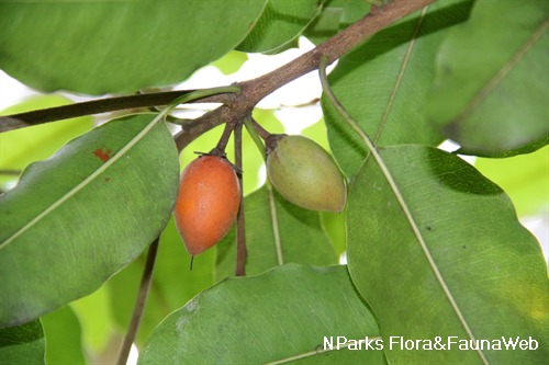 NParks | Mimusops elengi