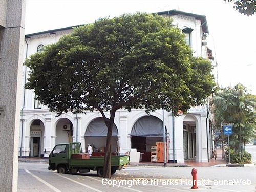 NParks | Mimusops elengi