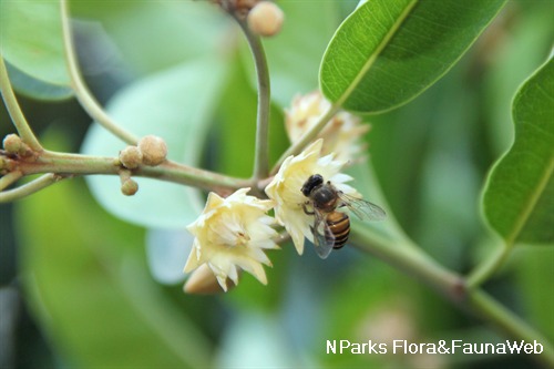 NParks | Mimusops elengi