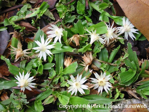 NParks | Mimusops elengi