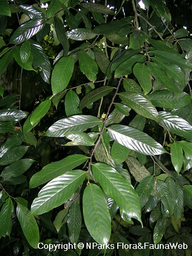 NParks | Monocarpia maingayi