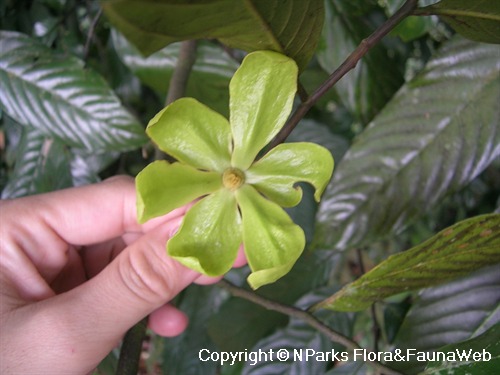 NParks | Monocarpia maingayi