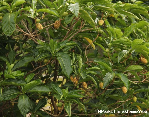 NParks | Morinda citrifolia