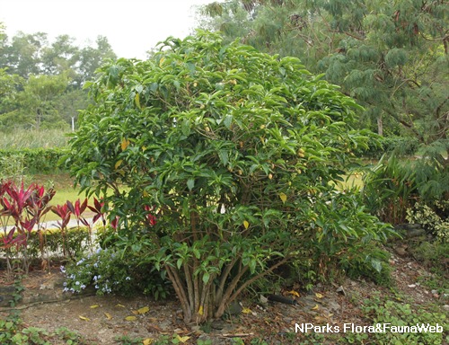 NParks | Morinda citrifolia