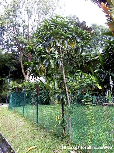NParks | Morinda citrifolia