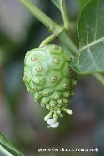 NParks | Morinda citrifolia