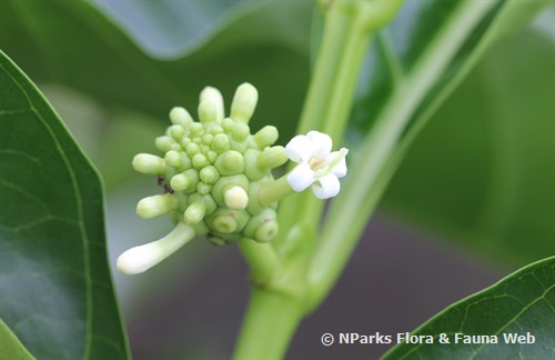 NParks | Morinda citrifolia