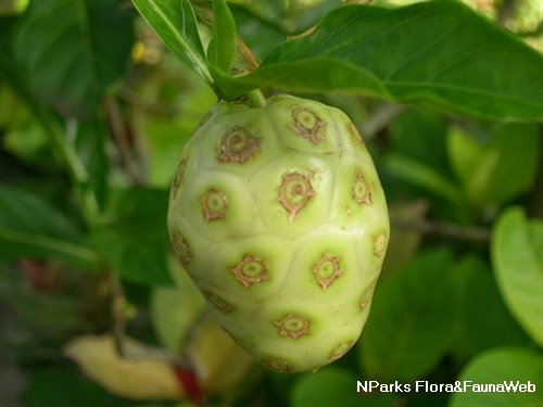 NParks | Morinda citrifolia
