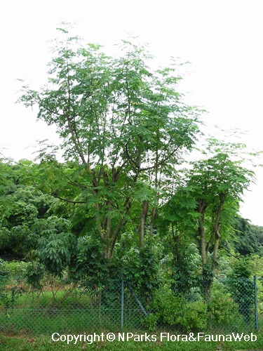 NParks | Moringa oleifera