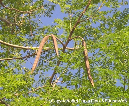 NParks | Moringa oleifera