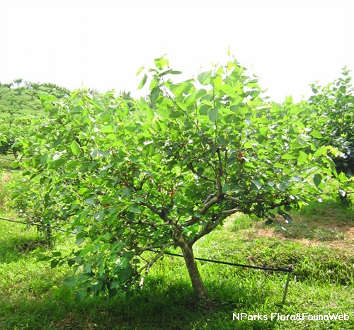 NParks | Morus alba