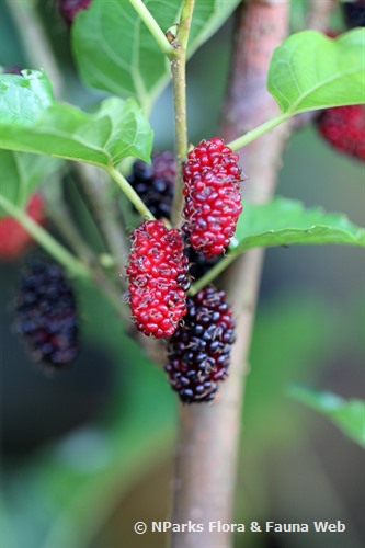 NParks | Morus alba