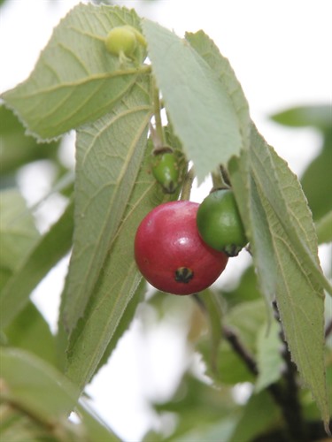 NParks | Muntingia calabura