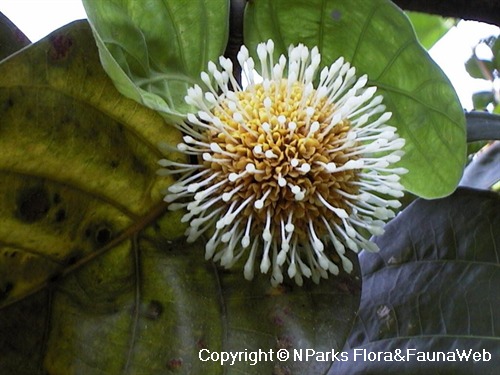 NParks | Nauclea orientalis