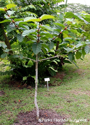 NParks | Nauclea orientalis