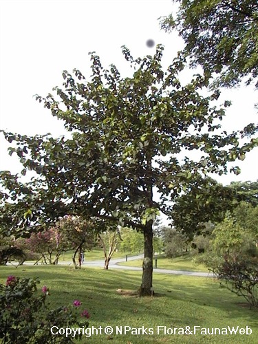 NParks | Nauclea orientalis