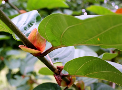 NParks | Nauclea orientalis