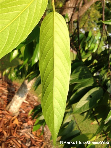 NParks | Neobalanocarpus heimii