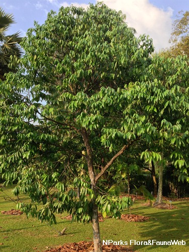 NParks | Andira inermis