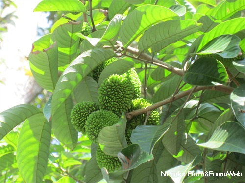 NParks | Nephelium ramboutan-ake