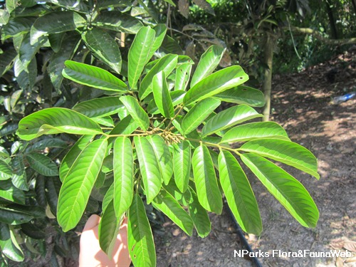 NParks | Nephelium ramboutan-ake