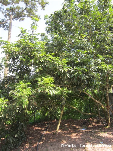 NParks | Nephelium ramboutan-ake