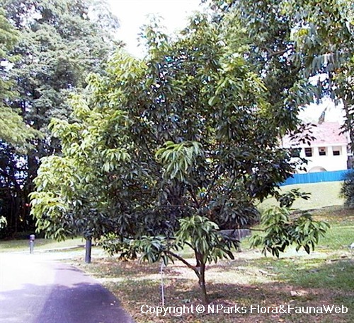 NParks | Nephelium ramboutan-ake