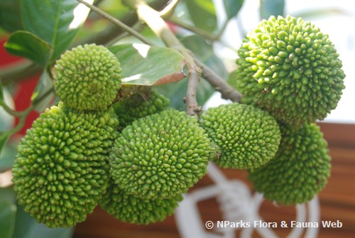 NParks | Nephelium ramboutan-ake