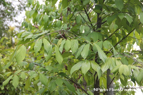 NParks | Ochanostachys amentacea