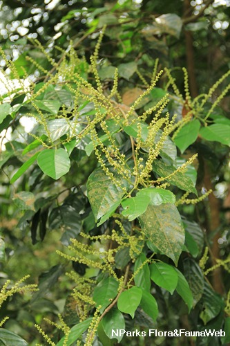 NParks | Ochanostachys amentacea