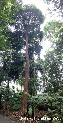 NParks | Ochanostachys amentacea