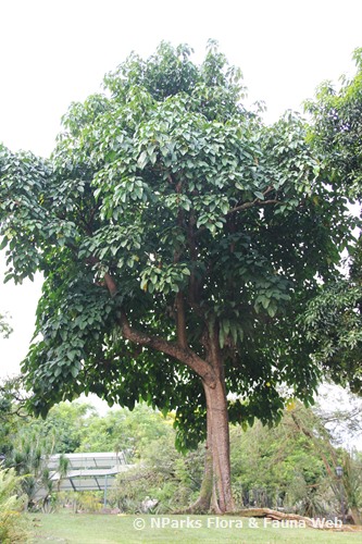 NParks | Pangium edule