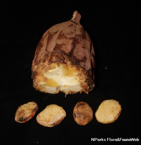 NParks | Pangium edule