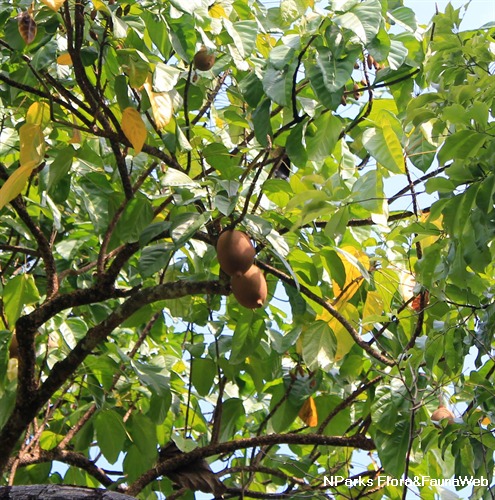 NParks | Pangium edule