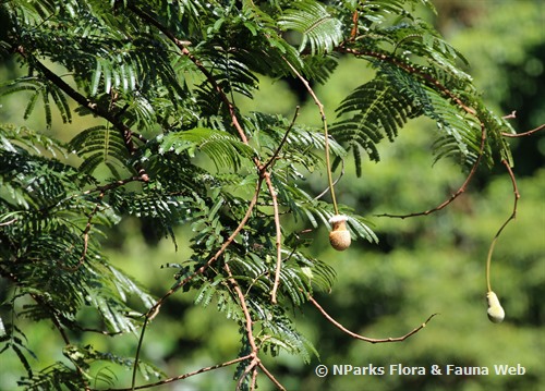 NParks | Parkia speciosa