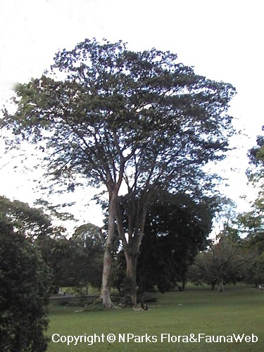 NParks | Parkia timoriana