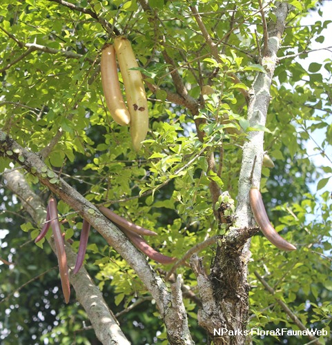NParks | Parmentiera cereifera