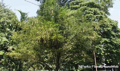NParks | Parmentiera cereifera