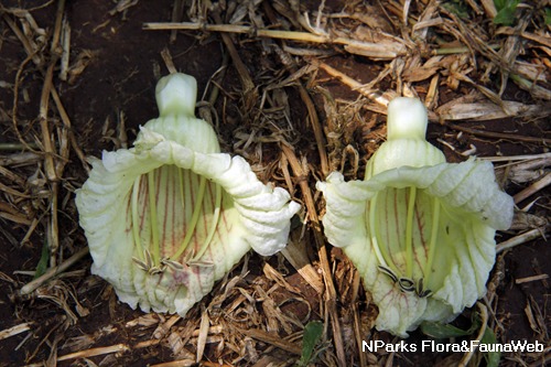 NParks | Parmentiera cereifera