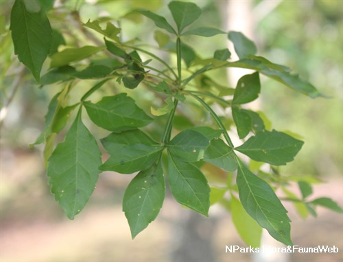 NParks | Parmentiera cereifera