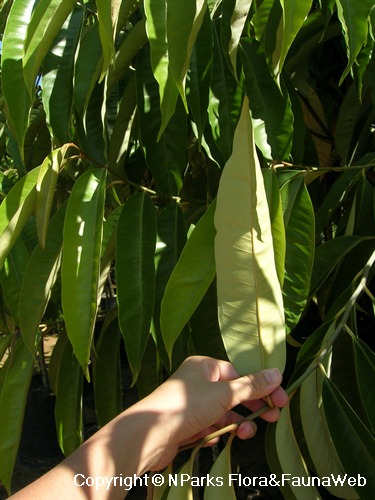 NParks | Payena lucida