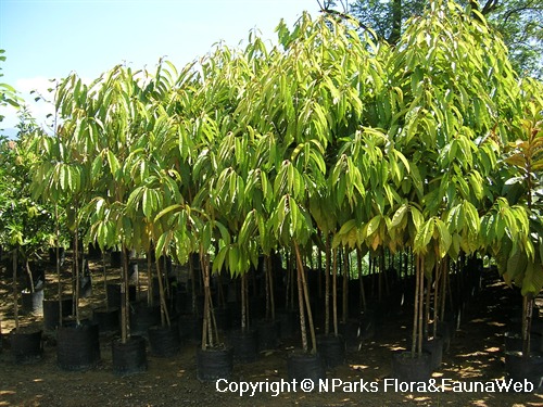 NParks | Payena lucida