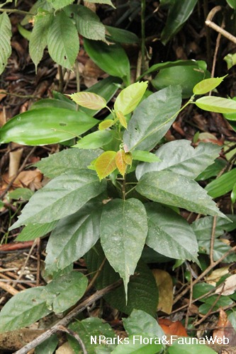 NParks | Pentace triptera