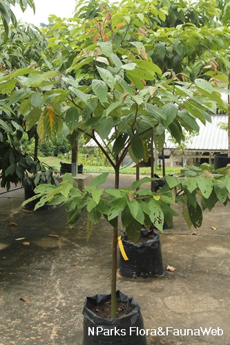 NParks | Pentace triptera