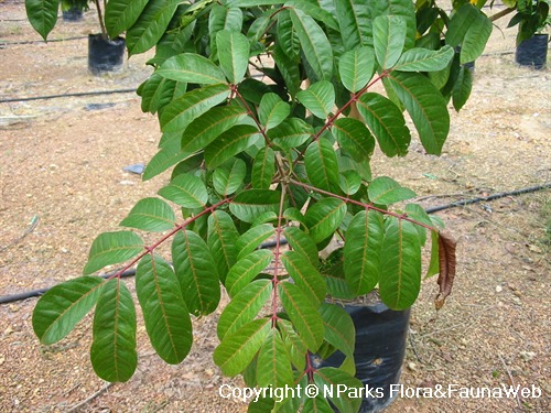 NParks | Pentaspadon motleyi