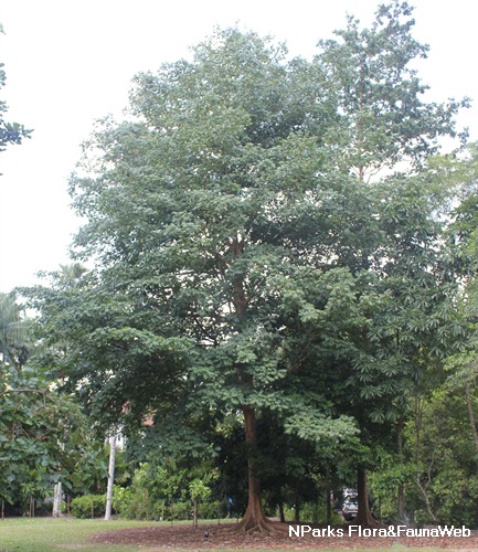 NParks | Pentaspadon motleyi