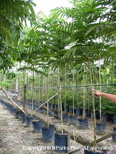 NParks | Peronema canescens