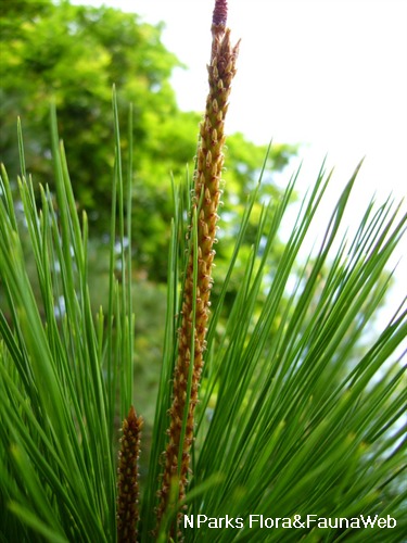 NParks | Pinus caribaea