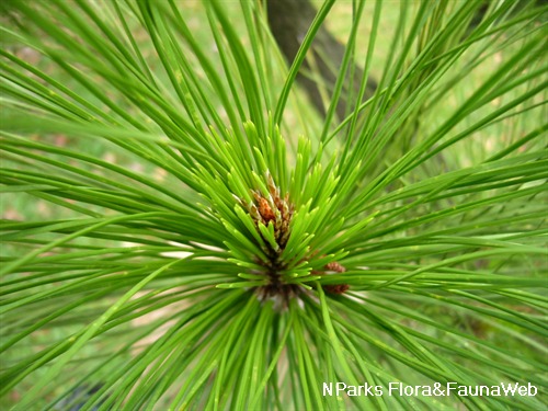 NParks | Pinus caribaea